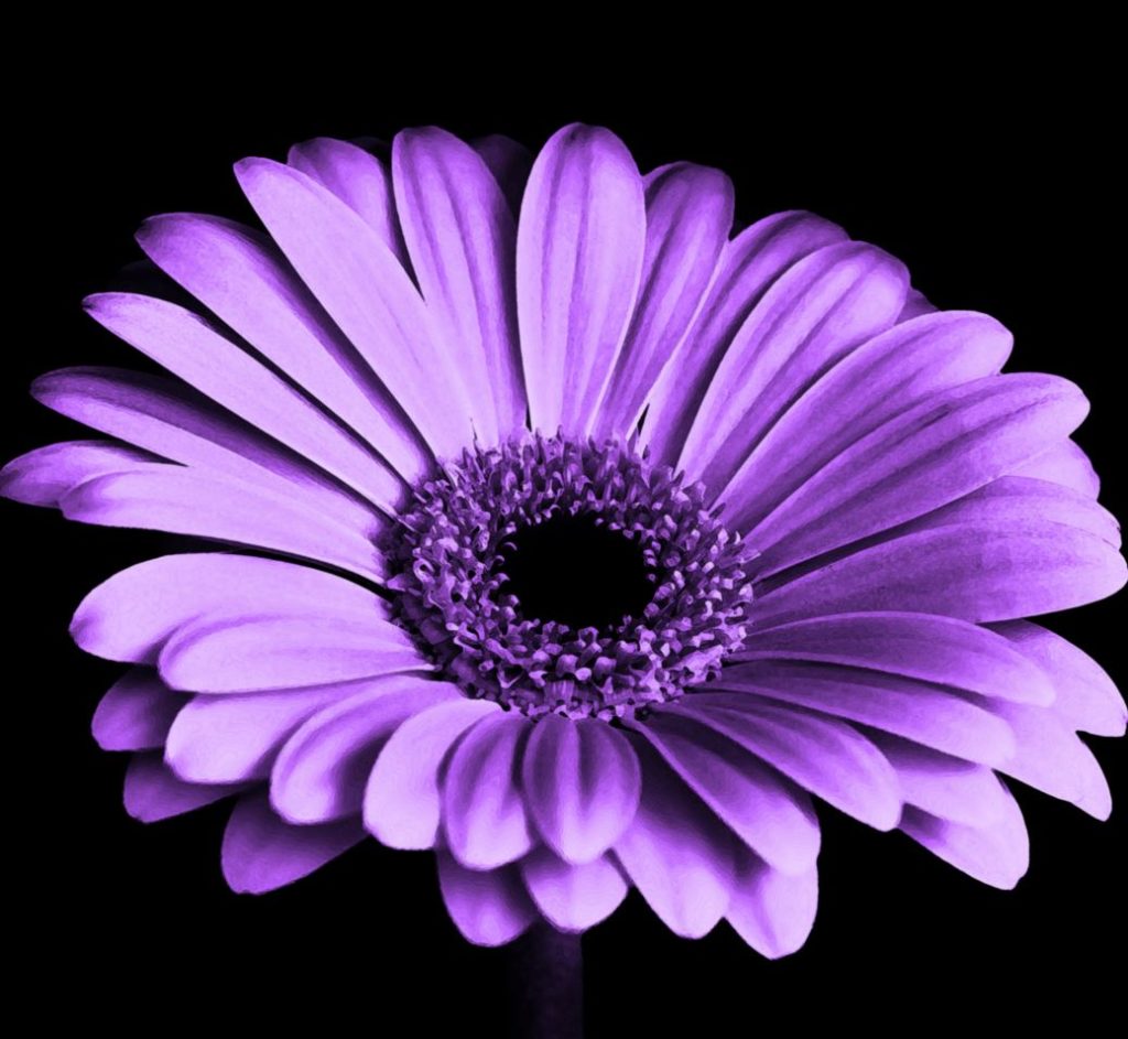 Random Inspiration | Purple | 32 Pics - Doozy List