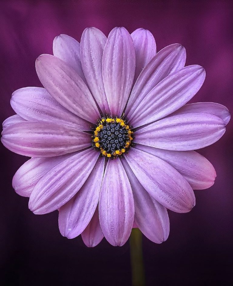 Random Inspiration | Purple | 32 Pics - Doozy List