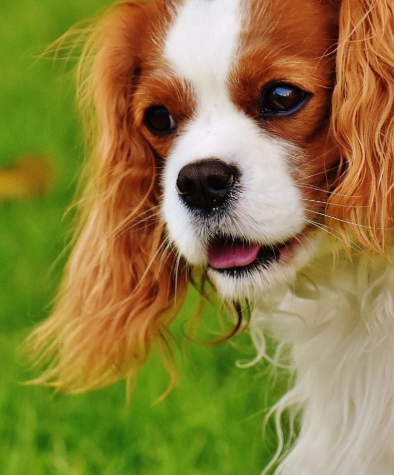 The 42 Most Adorable Puppies of All Time - Doozy List