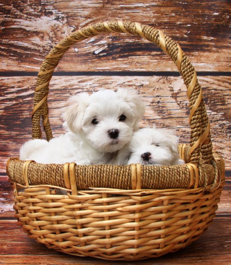 The 42 Most Adorable Puppies of All Time - Doozy List
