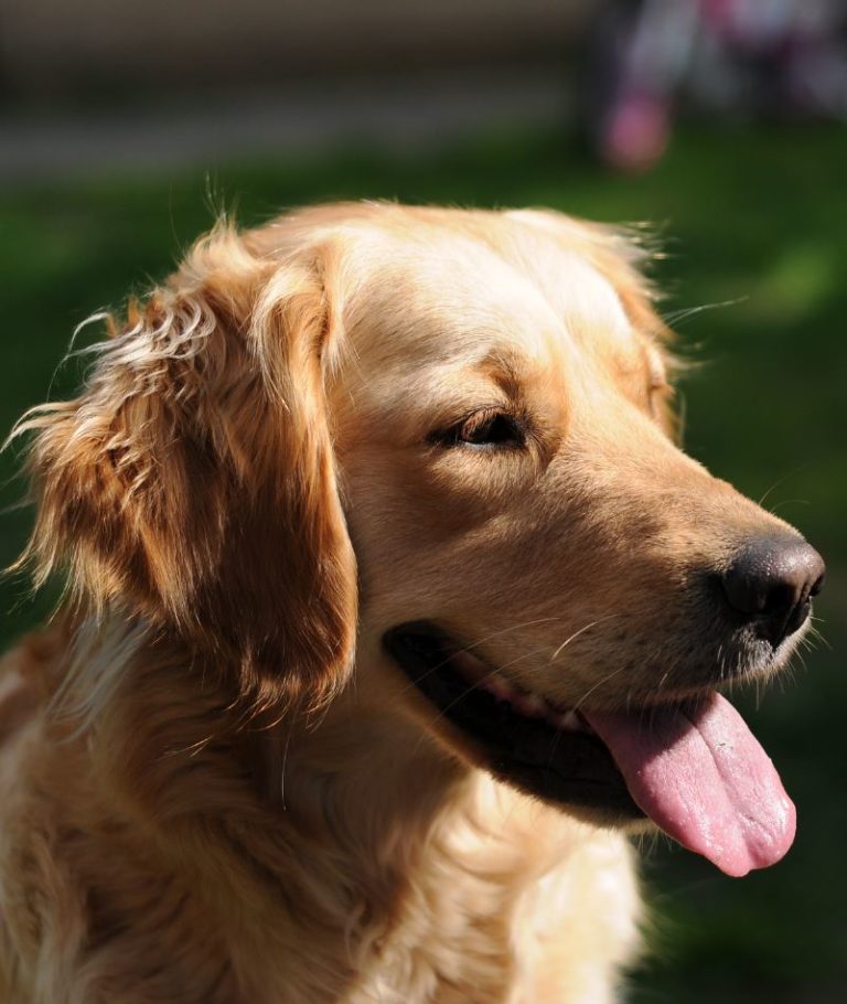 The 42 Most Adorable Puppies of All Time - Doozy List