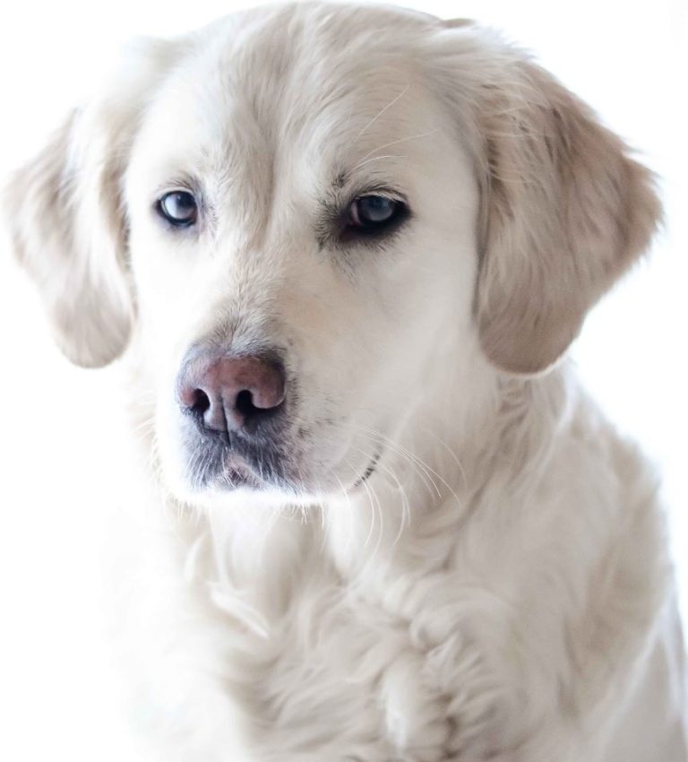 The 42 Most Adorable Puppies of All Time - Doozy List